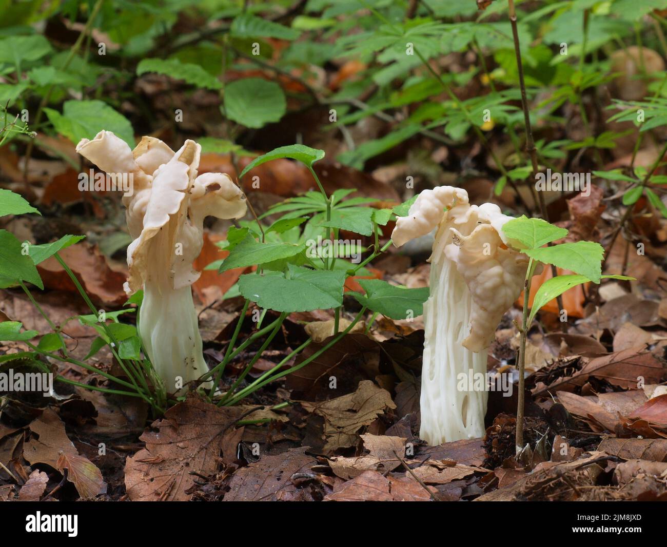 Elfin saddles, white saddle, common helvel Stock Photo - Alamy