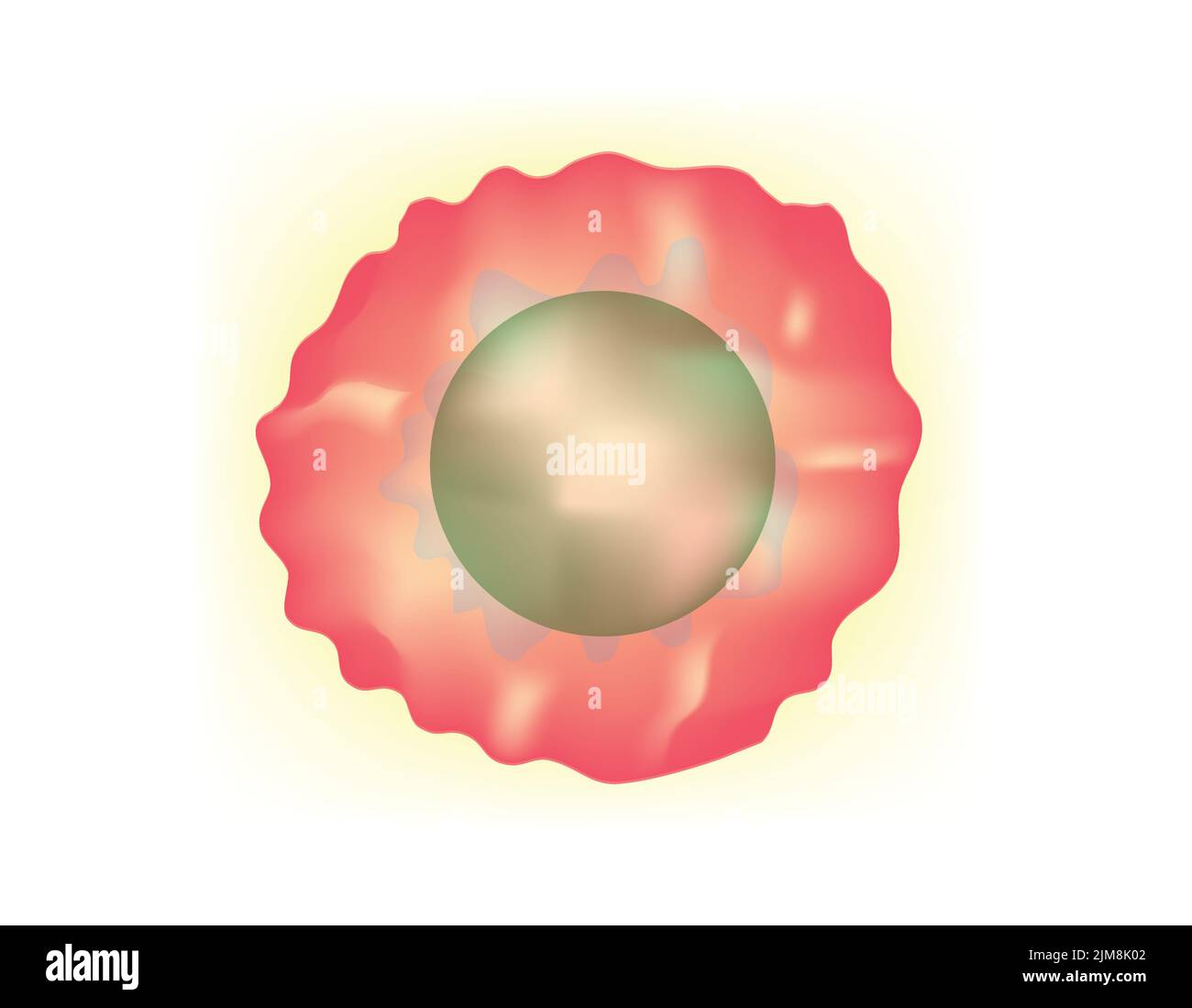 T b cell activation Stock Vector Images - Alamy