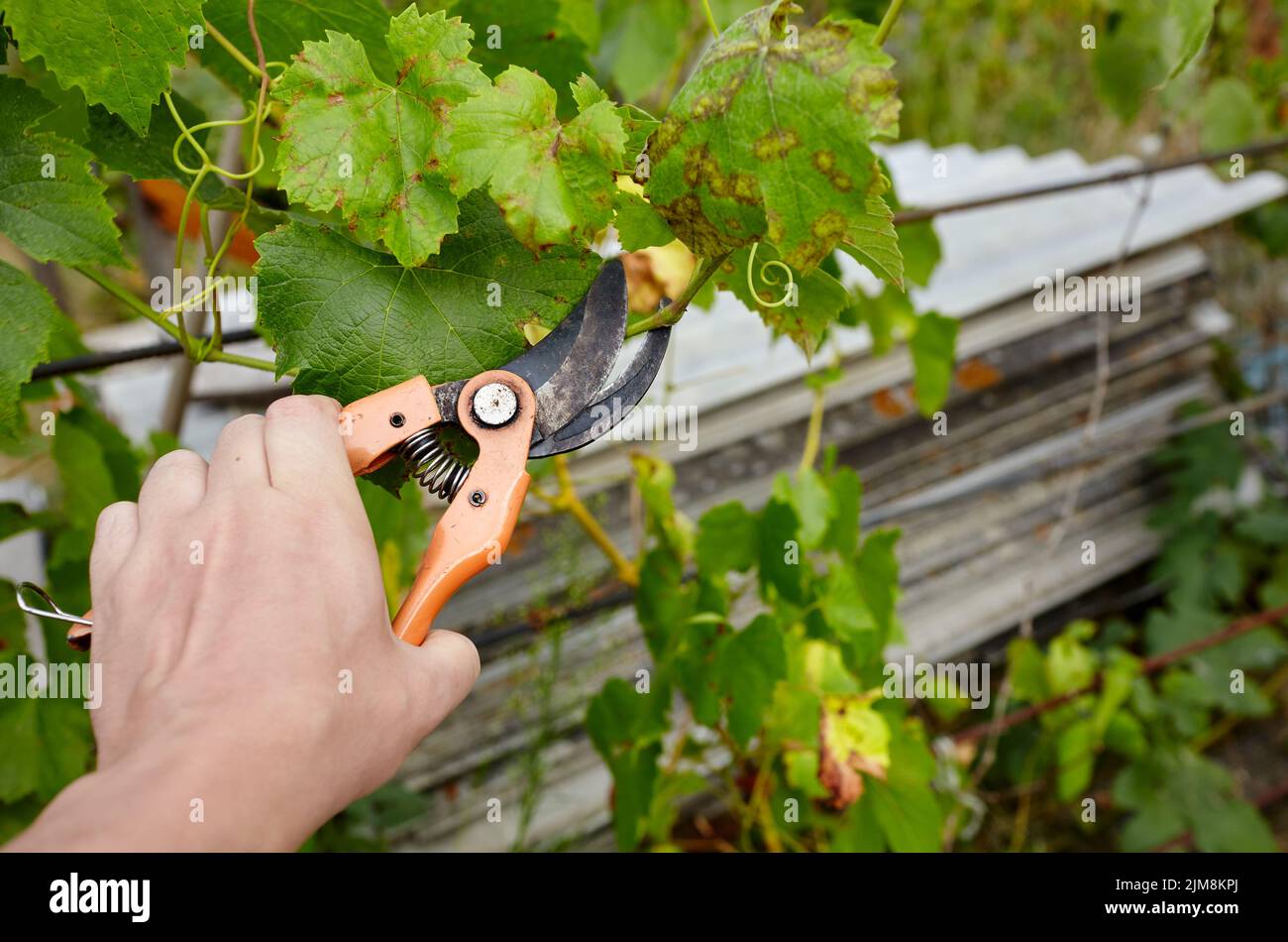 Man gardening in backyard. Worker's hands with secateurs cutting off wilted leafs on grapevine ...