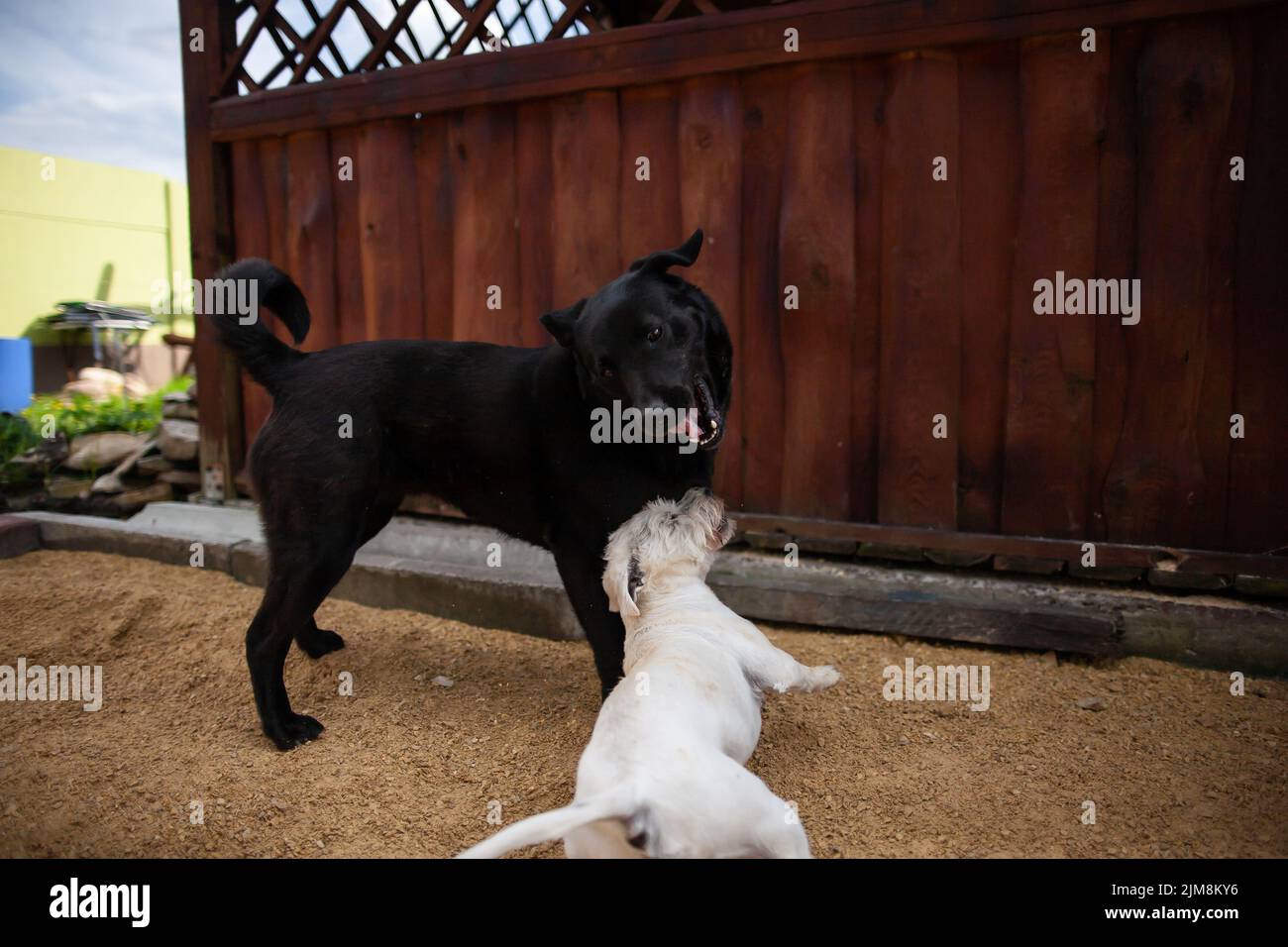 Angry dogs hi-res stock photography and images - Alamy