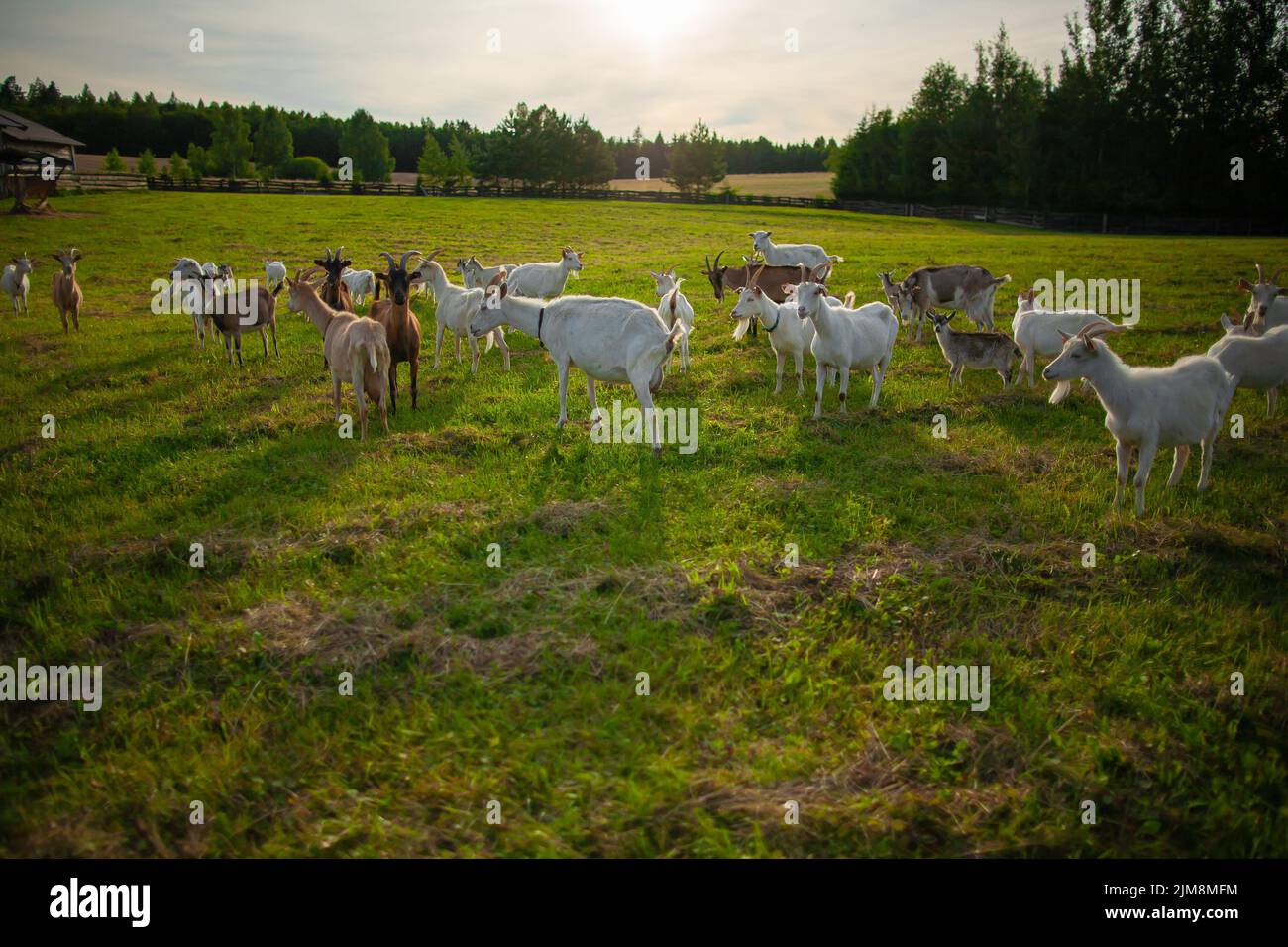 Goats on pasture at sunset Goat herd on pasture in sunset light Stock ...