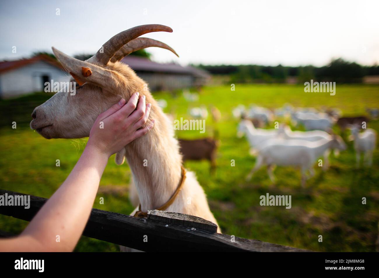 Person's hand petting goat by the fence on pasture with goat herd in ...