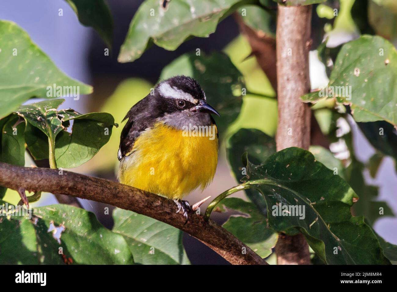 Bananaquit (Coereba flaveola) Tobago West Indies Stock Photo - Alamy
