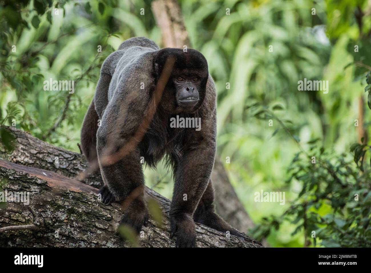Zoo cage monkeys family hi-res stock photography and images - Alamy