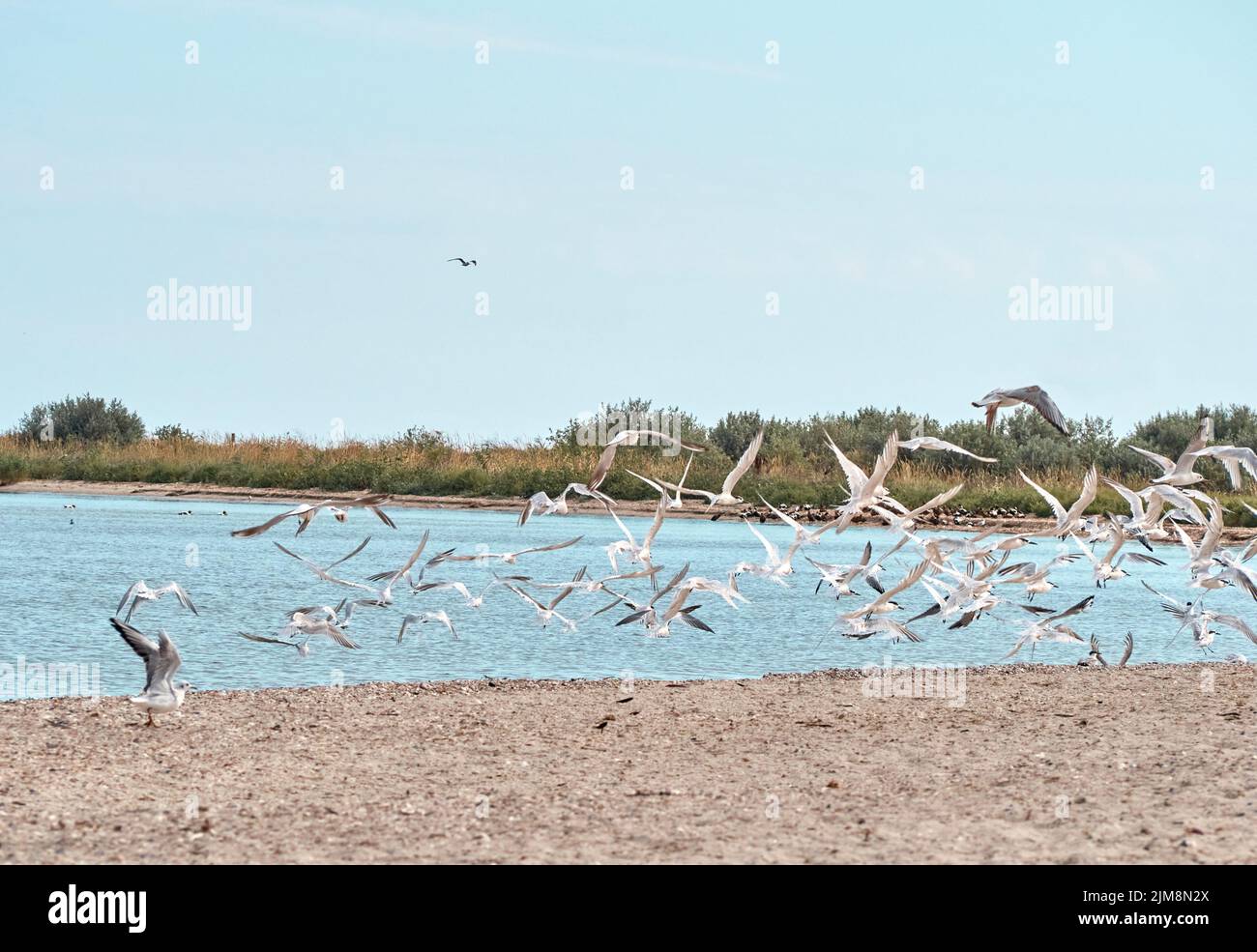 A flock of seagulls flies over the beach. Kinburn spit, Mykolaiv region ...