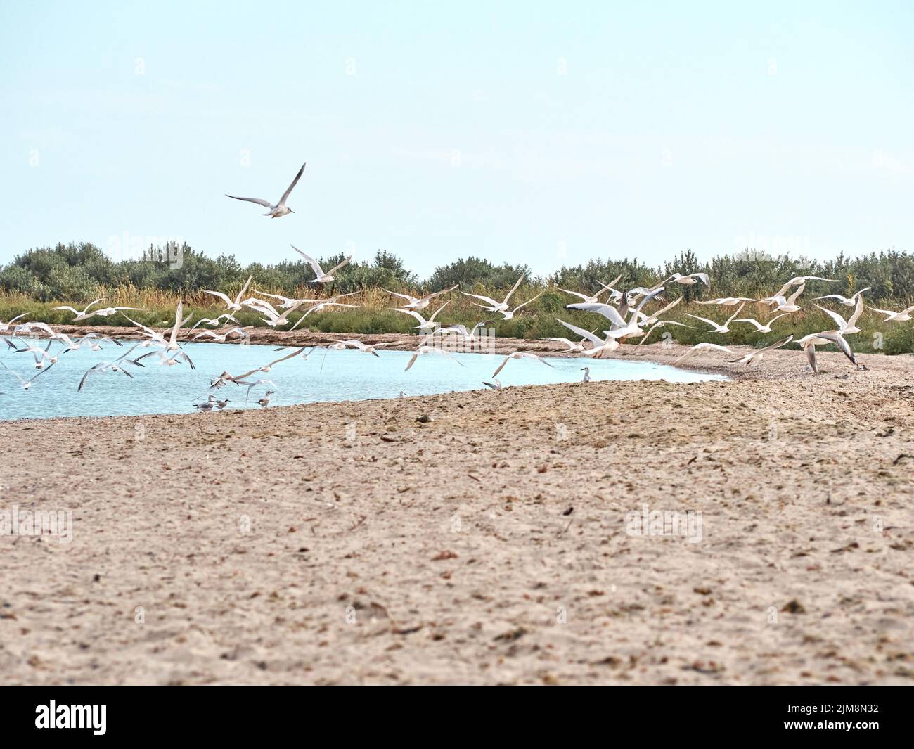 A flock of seagulls flies over the beach. Kinburn spit, Mykolaiv region ...