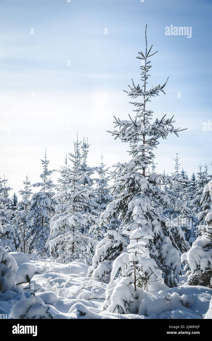 One huge tree hi-res stock photography and images - Alamy