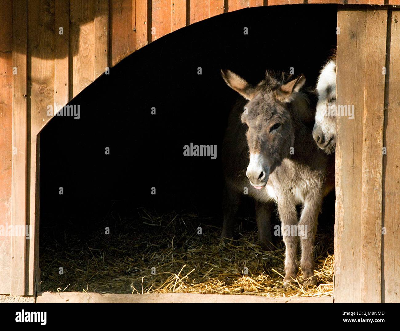 Donkeys in stable hi-res stock photography and images - Alamy
