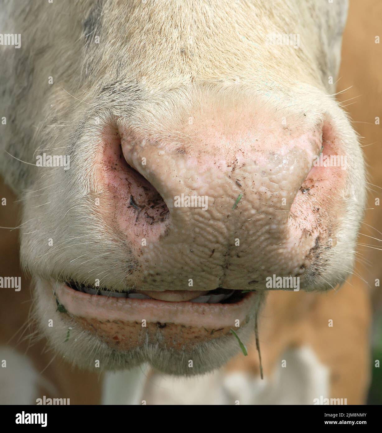 Moo cow hi-res stock photography and images - Alamy