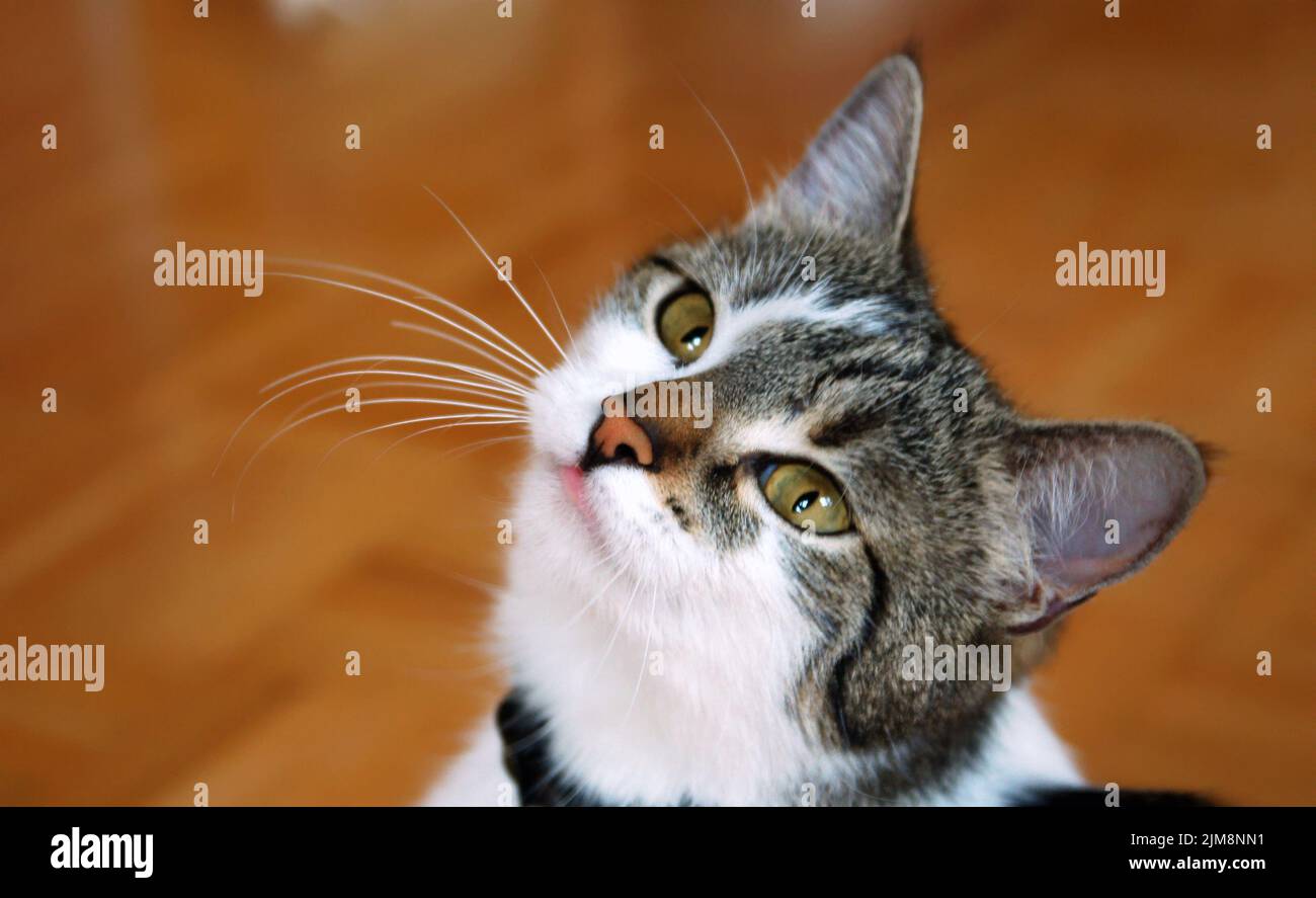 Sweet Cat looking up Stock Photo - Alamy