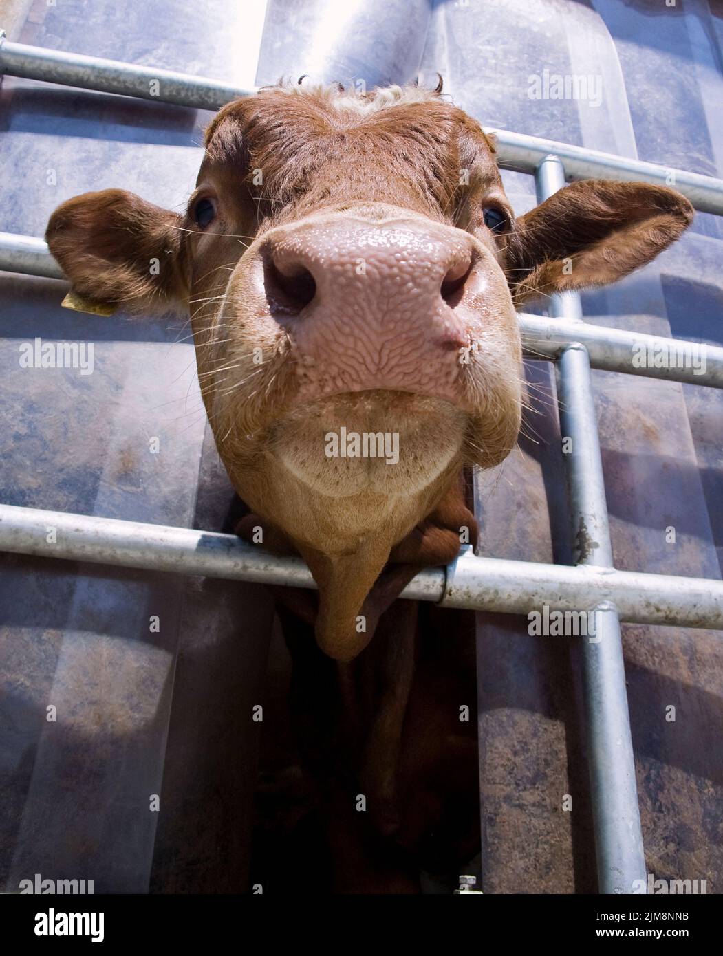 Cow from below hi-res stock photography and images - Alamy