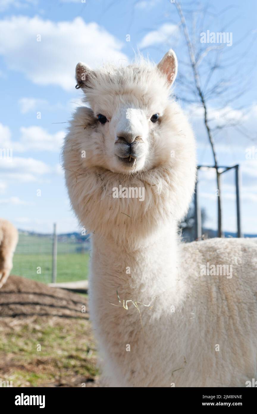 White alpaca standing hi-res stock photography and images - Alamy