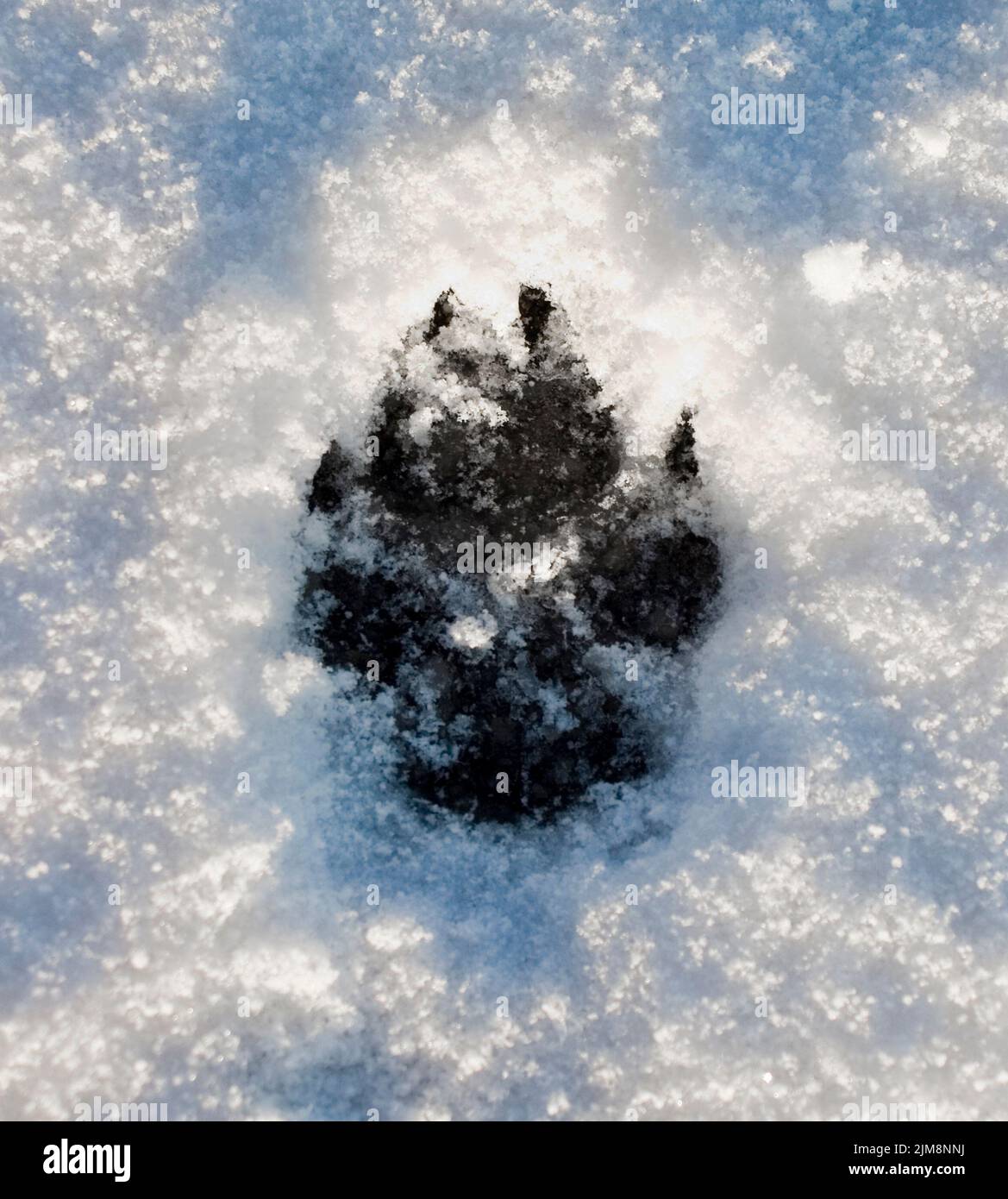 Wolf footprint black silhouette hi-res stock photography and images - Alamy