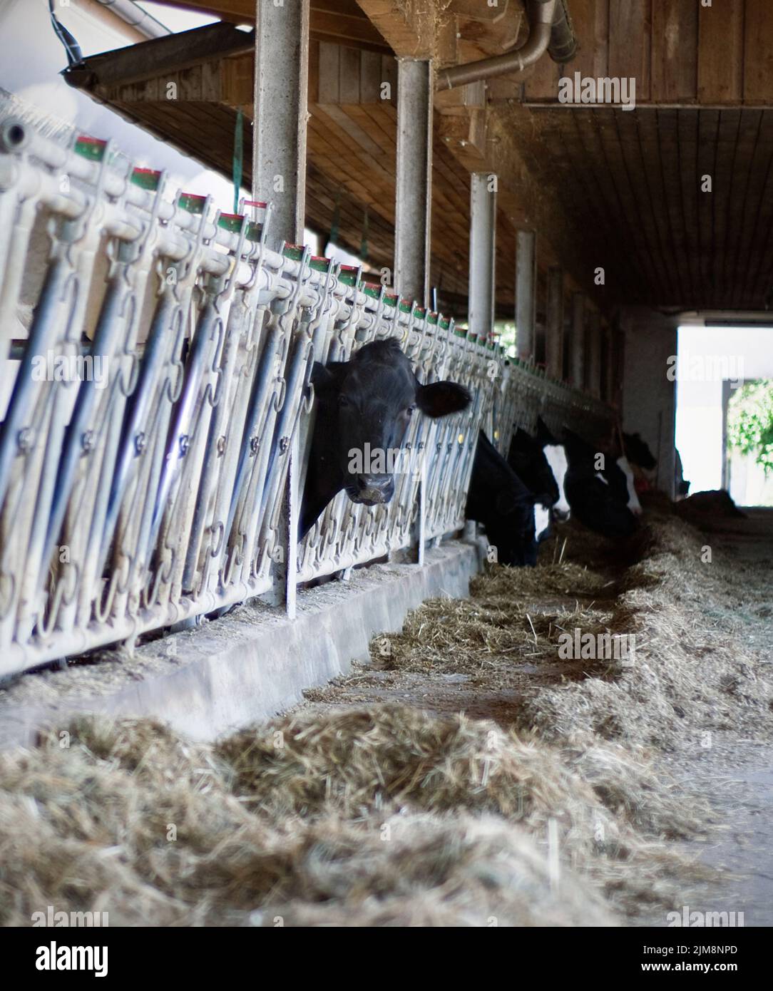 Black Cow look out the Stable Stock Photo - Alamy