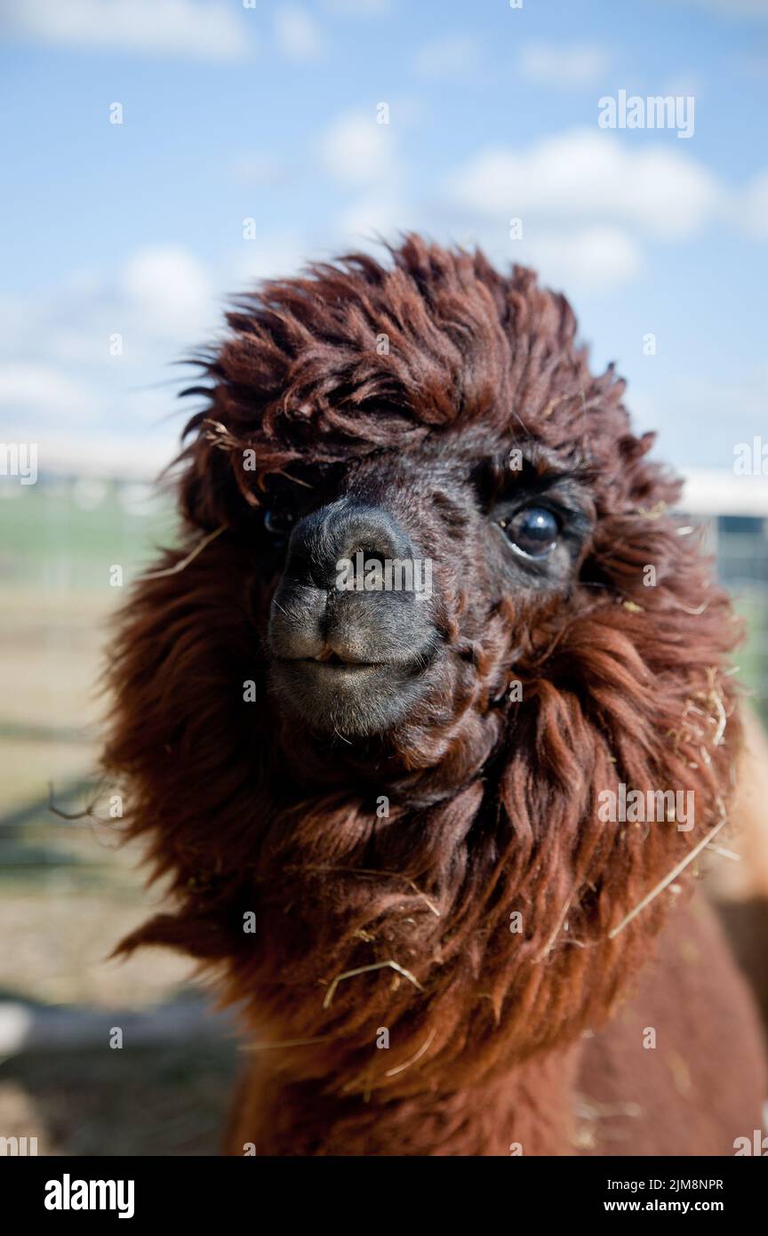 Funny alpaca hi-res stock photography and images - Alamy