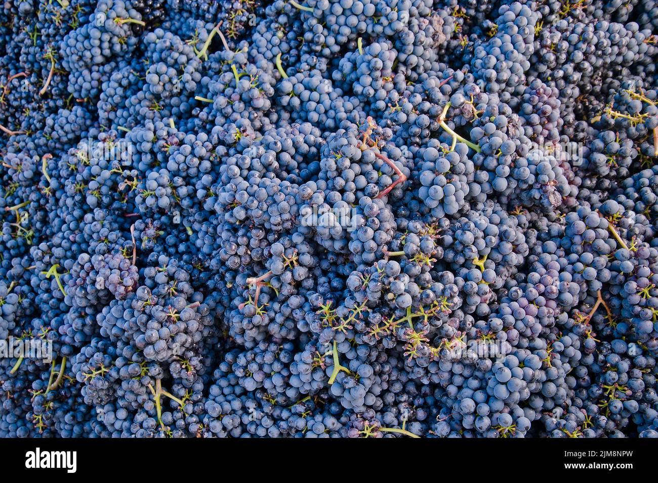 Bunch of Grapes Stock Photo - Alamy