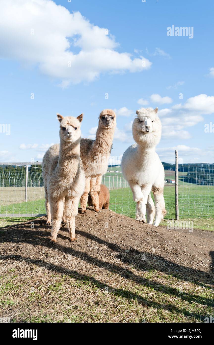 Group of white and brown Alpacas Stock Photo - Alamy