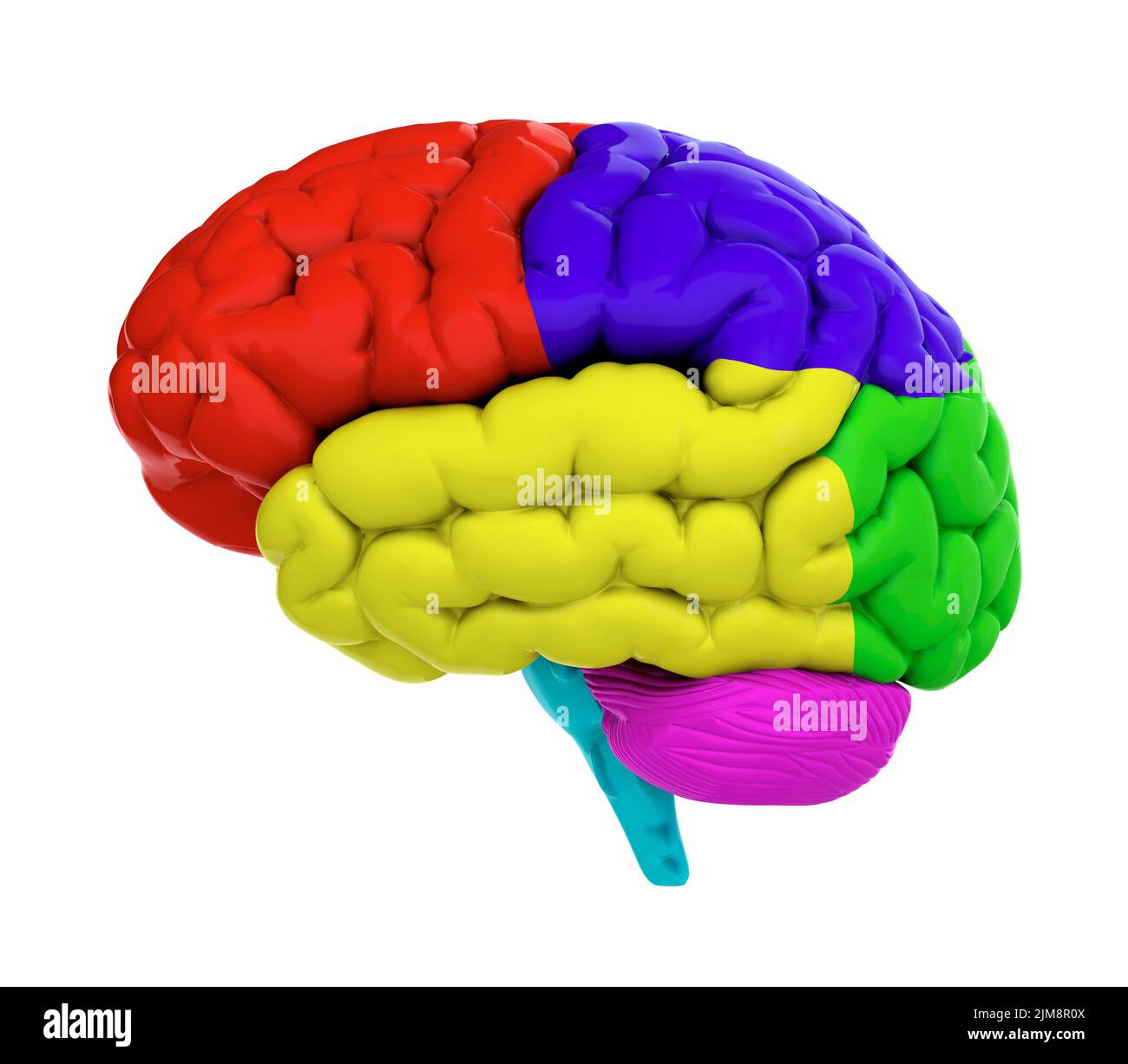 Colored brain hi-res stock photography and images - Alamy