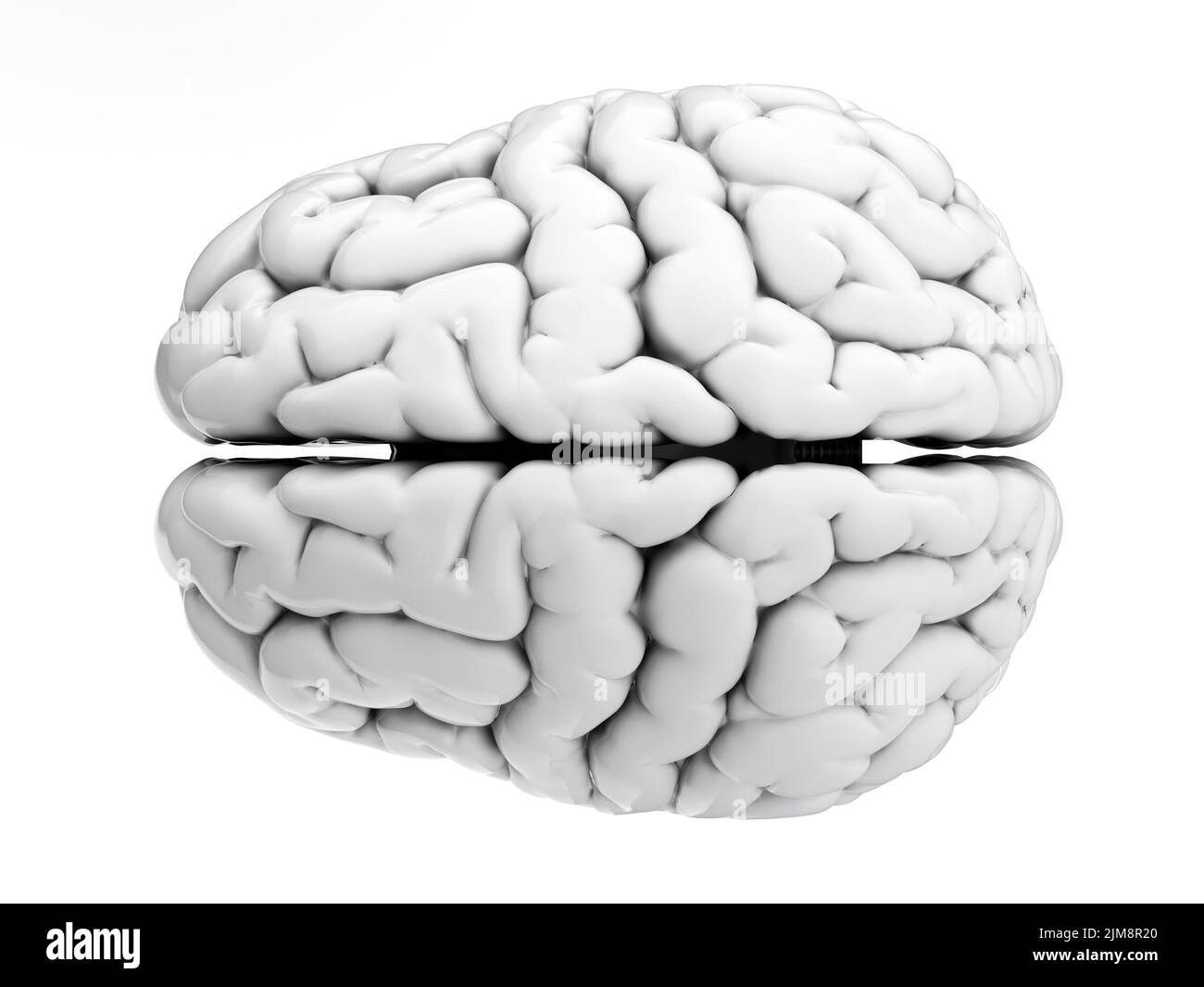 White brain hi-res stock photography and images - Alamy