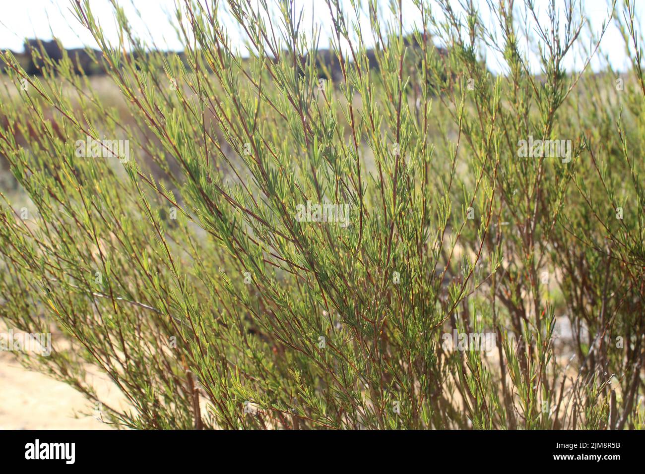 rooibos tea leaf in south africa Stock Photo - Alamy