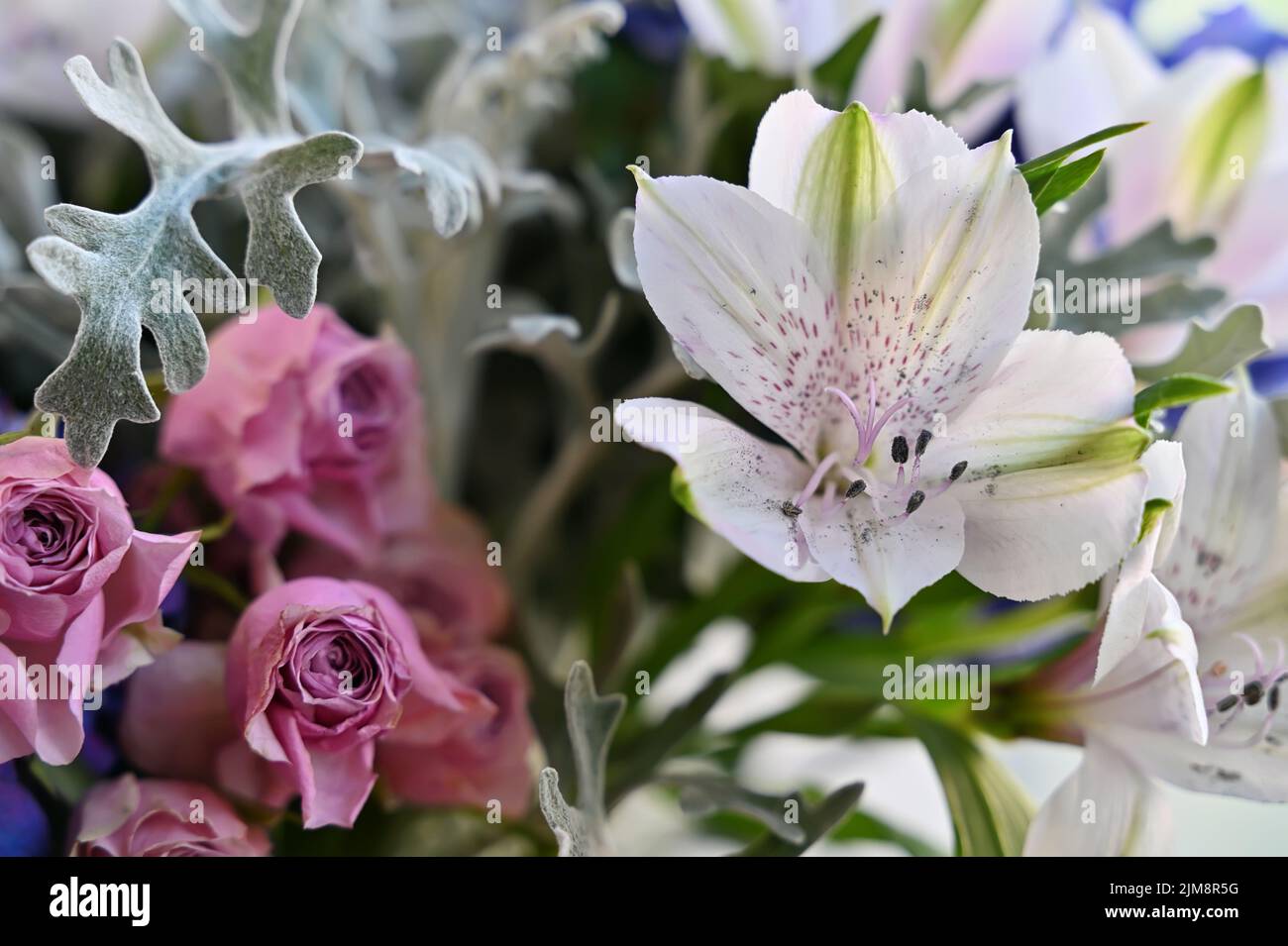 Close-up of a white alstroemeria flower with delicate small roses ...