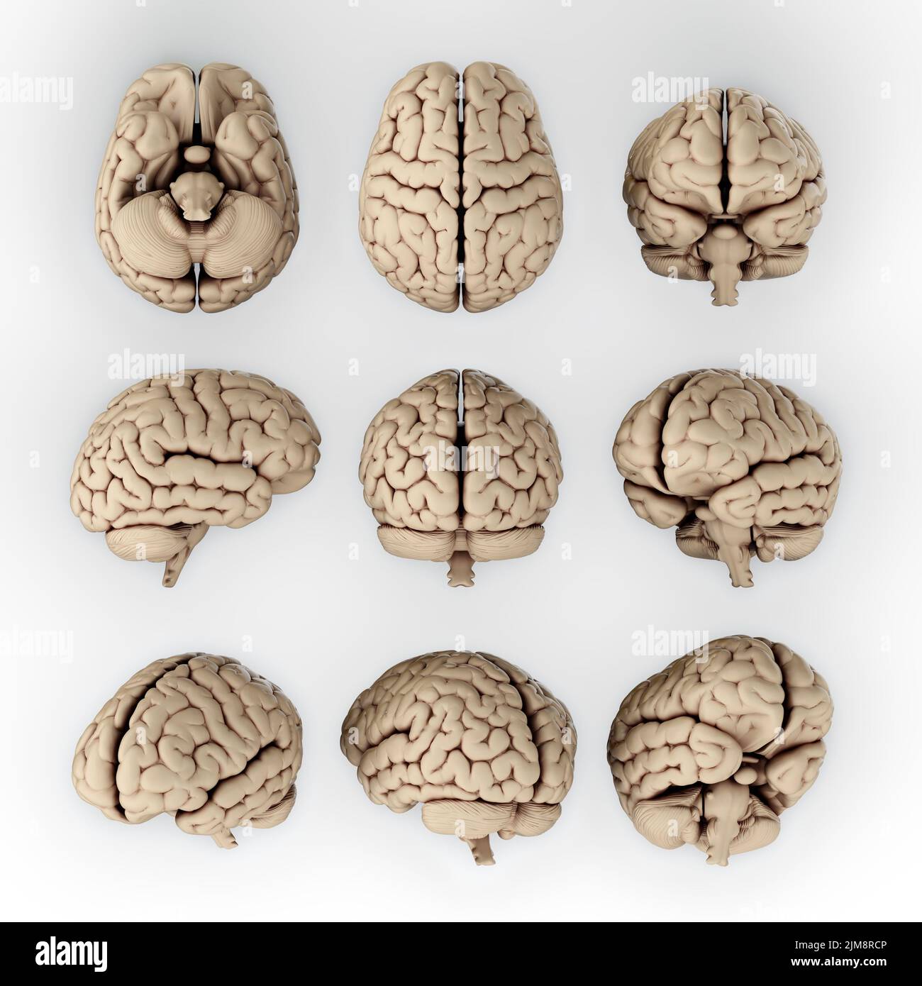 Plastic brain hi-res stock photography and images - Alamy