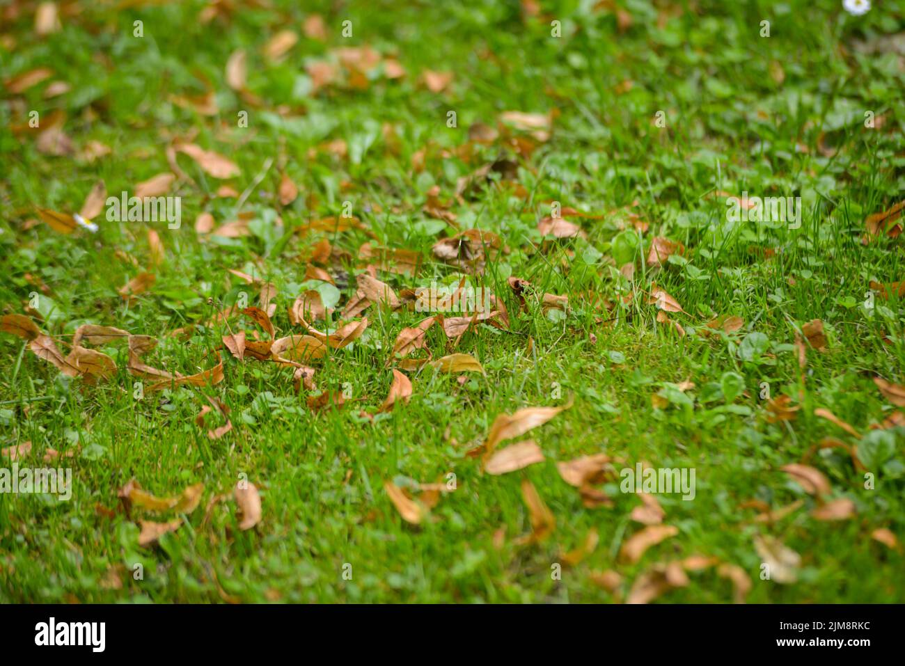 Close-up of orange autumn leaves falling on green grass. The beginning ...