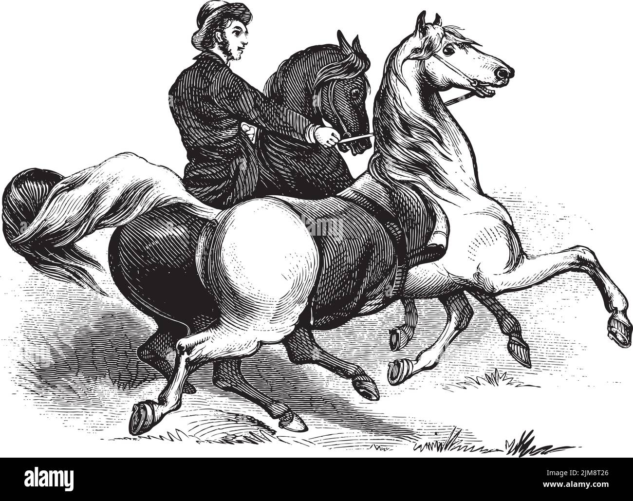 Man riding horses Stock Photo - Alamy