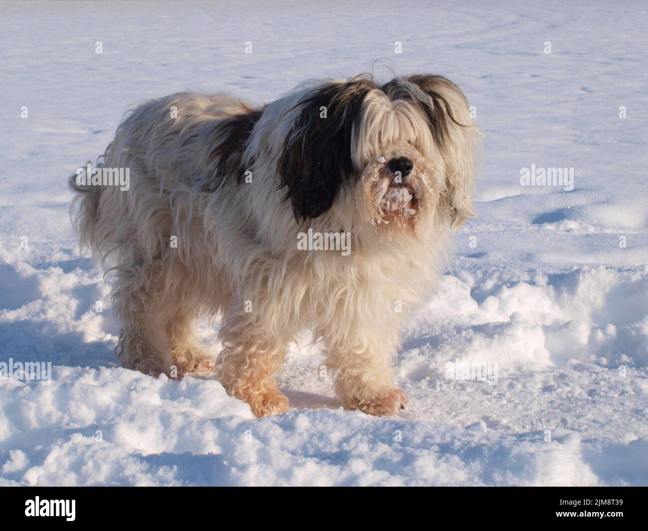 Tibetan Terrier - she dog Stock Photo - Alamy