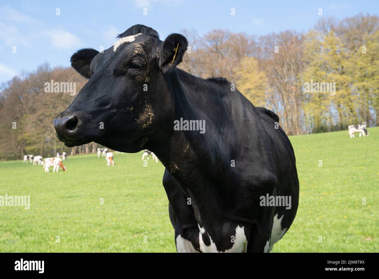 Close up image of cow on meadow in the Bergisches Land, cattle farming ...