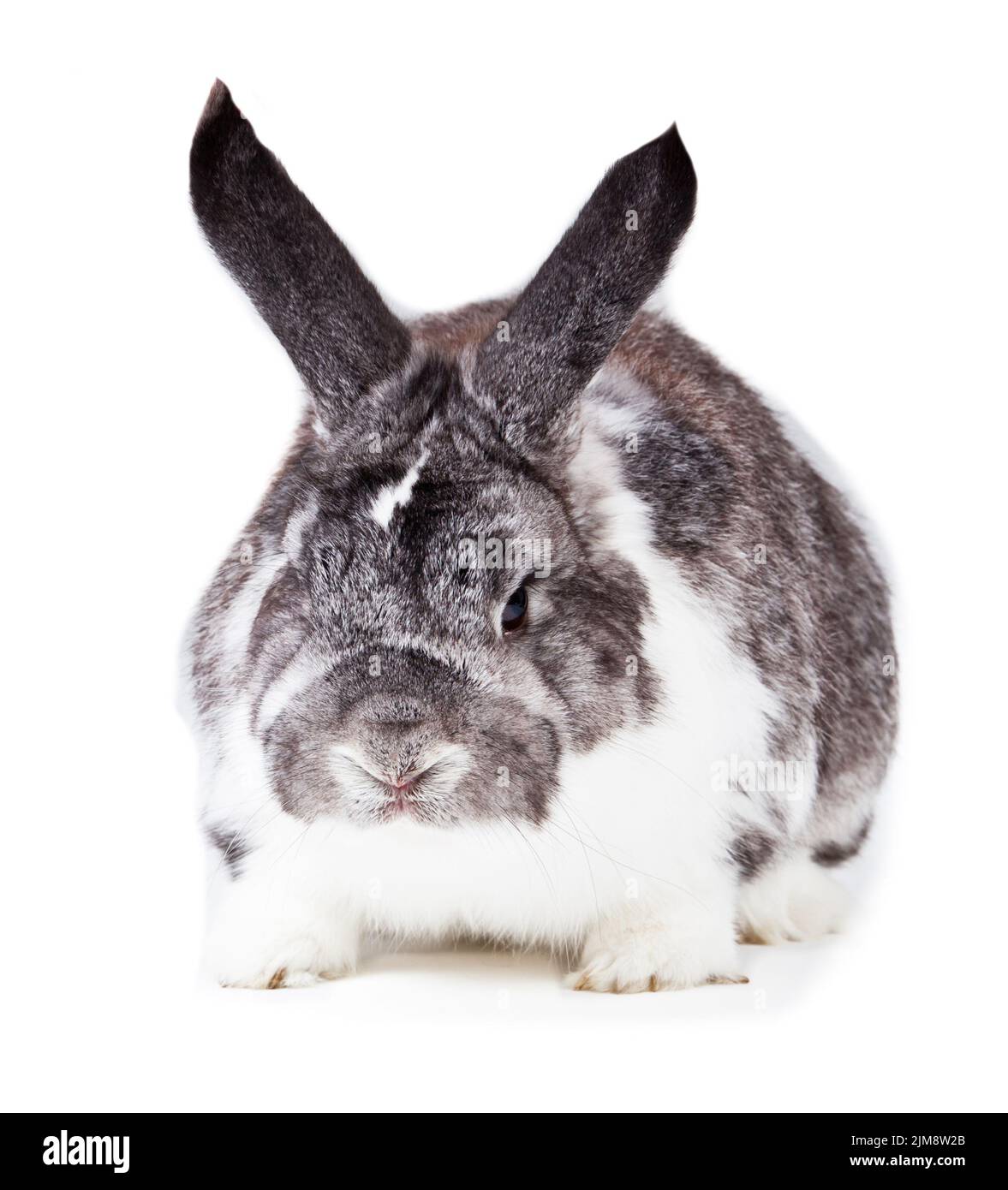 Adorable rabbit isolated on a white Stock Photo - Alamy