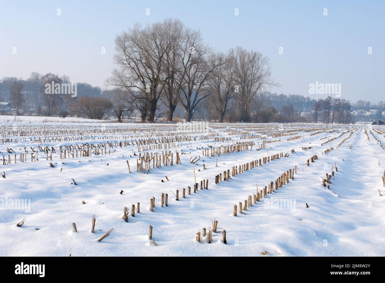 Maize beck hi-res stock photography and images - Alamy