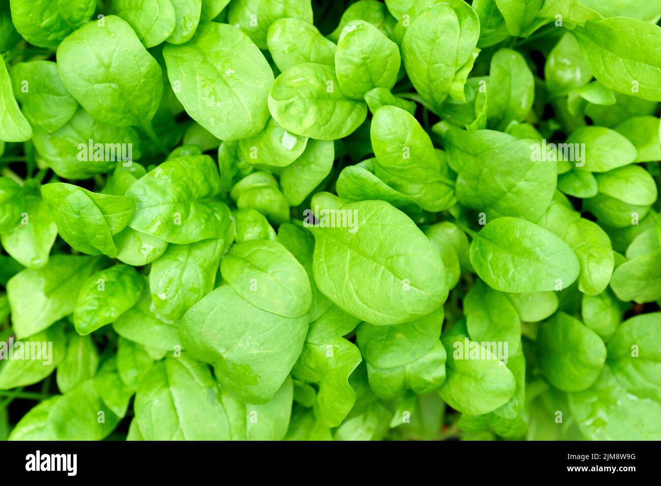Green spinach on a field texture. Young leaves leaf leaf green ...