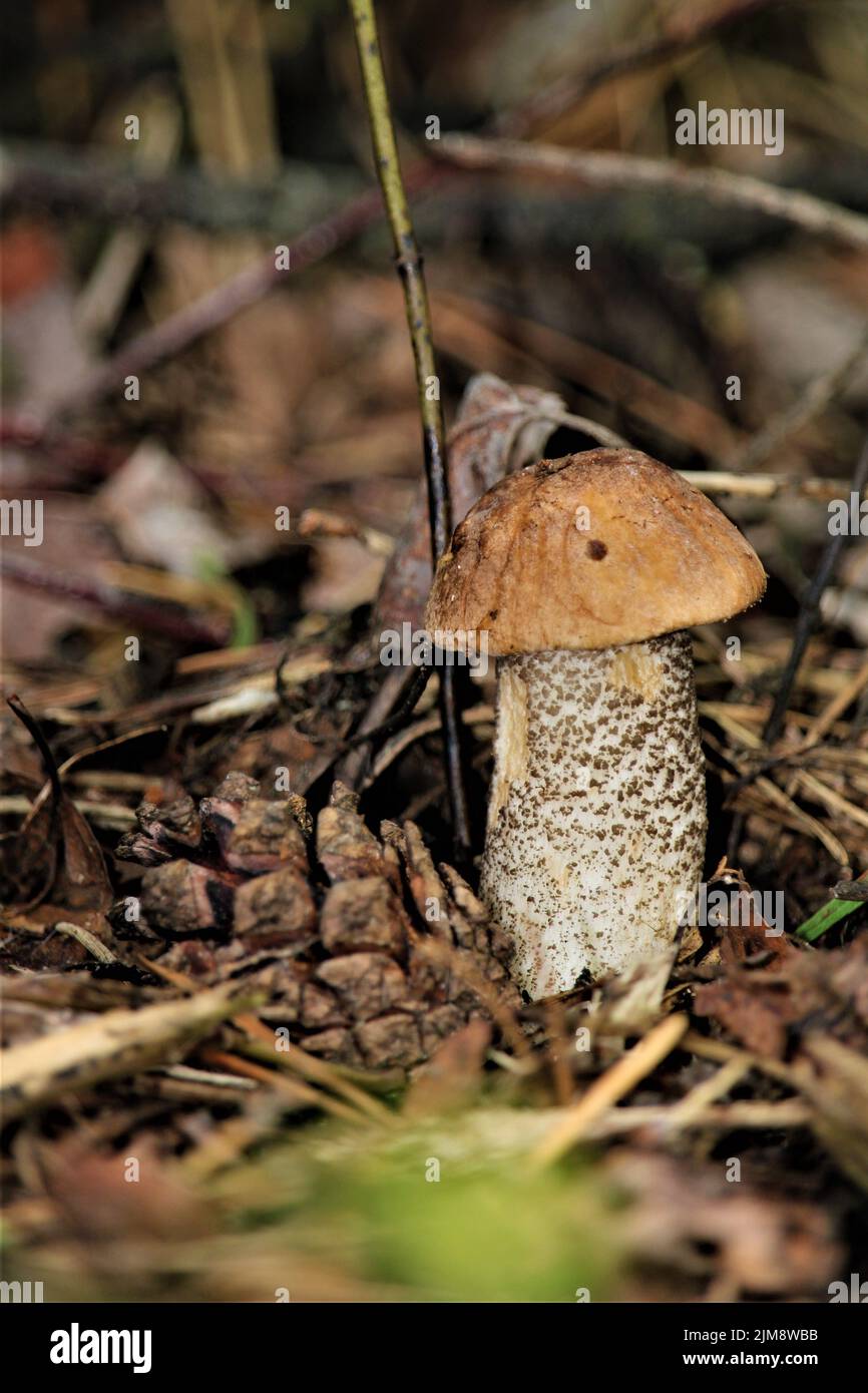 Wald champignon hi-res stock photography and images - Alamy