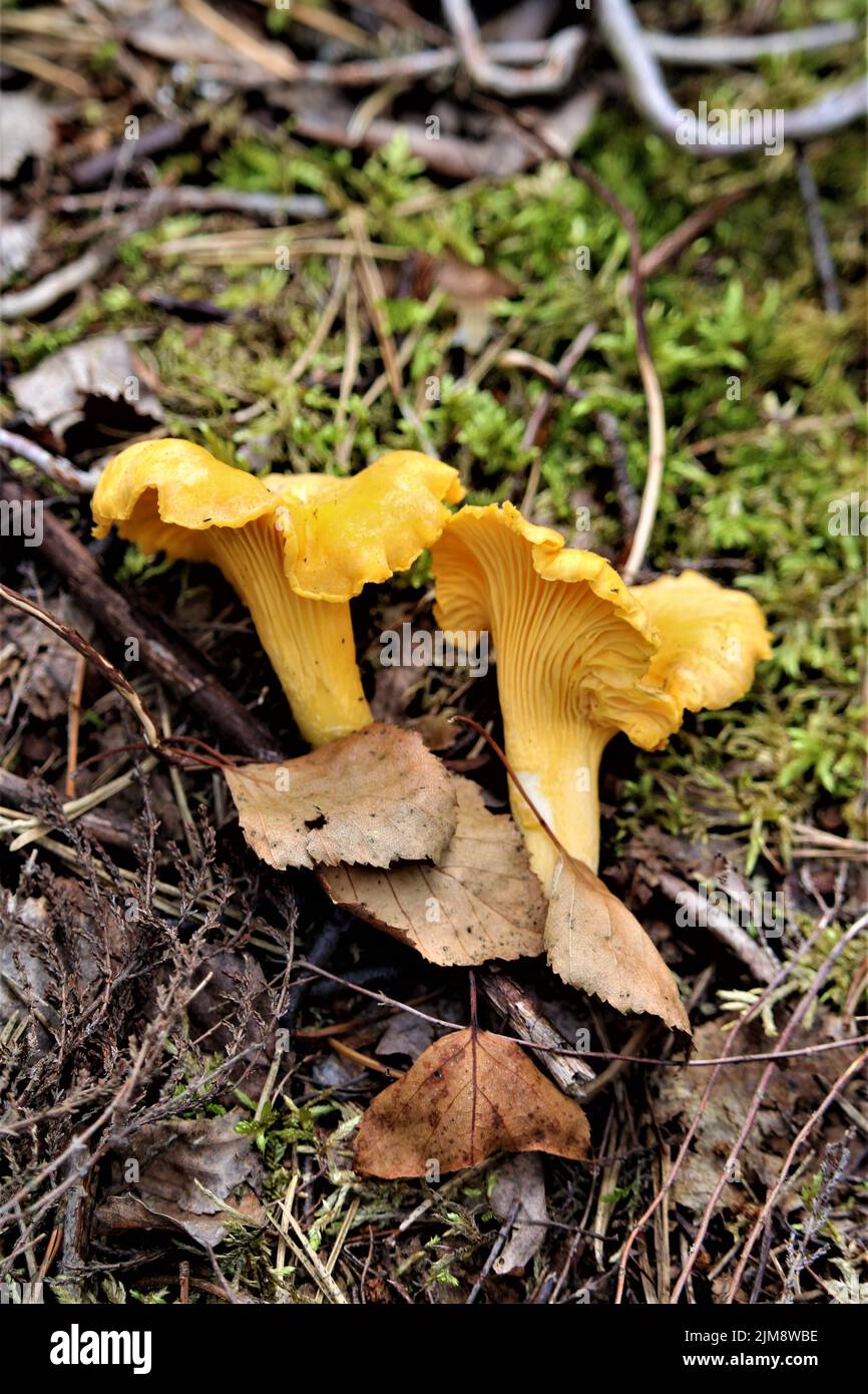 Wald champignon hi-res stock photography and images - Alamy
