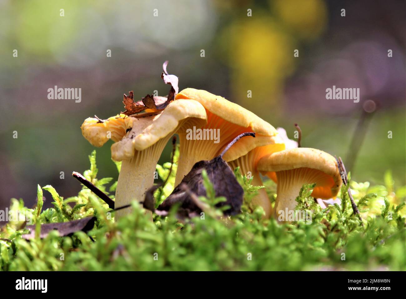 Wald champignon hi-res stock photography and images - Alamy