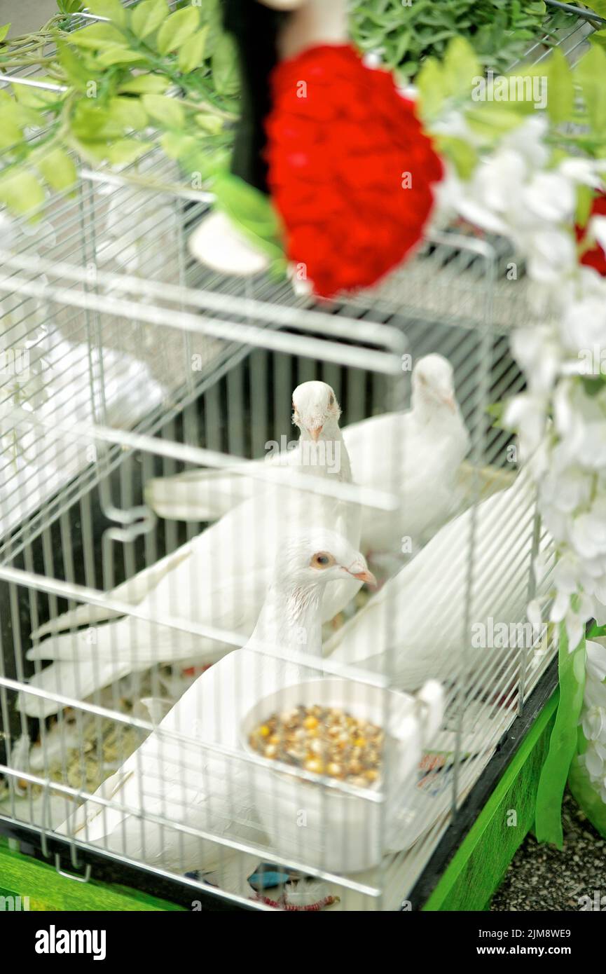 Symbols doves hi-res stock photography and images - Alamy Symbols doves hi-res stock photography and images - Alamy
