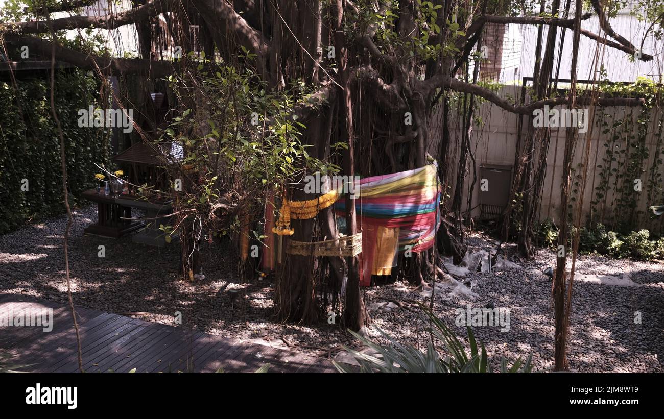 The holy tree hi-res stock photography and images - Alamy