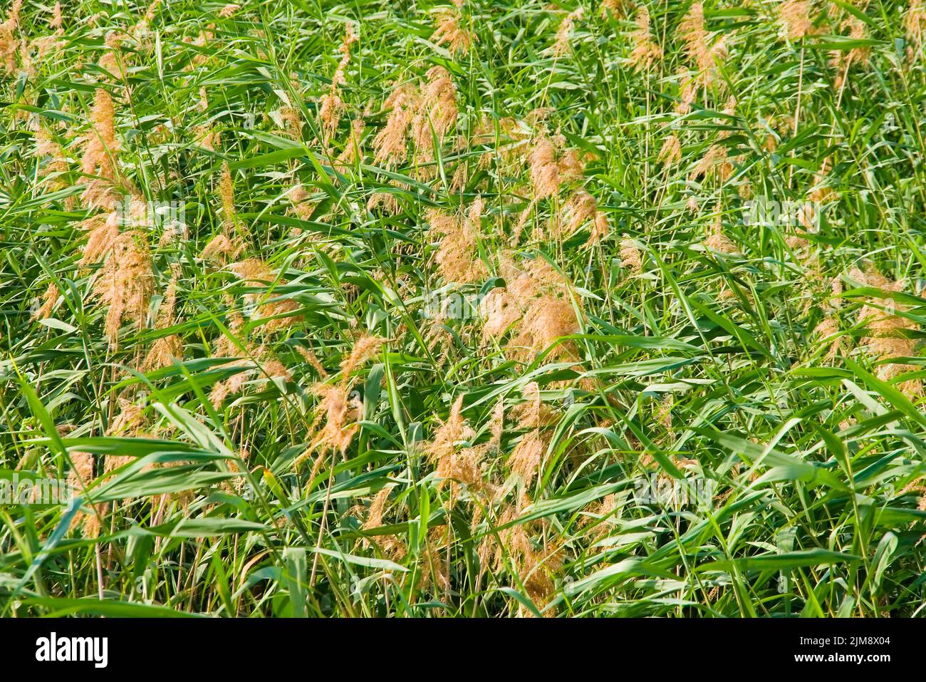 Cane thickets. Nature grass background Stock Photo - Alamy