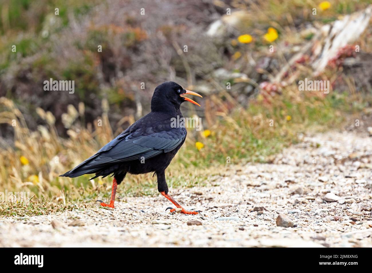 Red-billed Chough at South Stack Anglesey Wales UK Stock Photo - Alamy