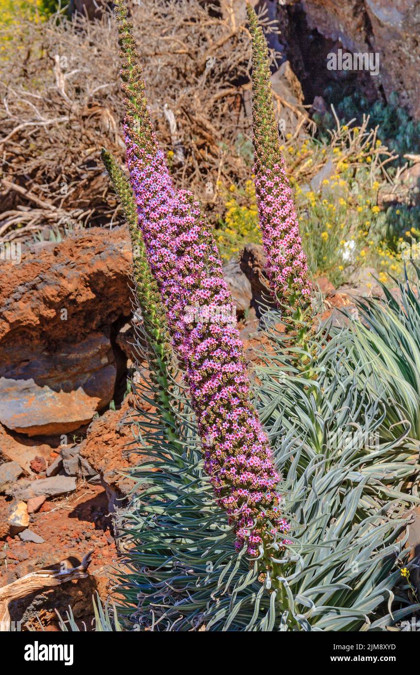Echium gentianoides Roque de los Muchachos La Pal Stock Photo - Alamy