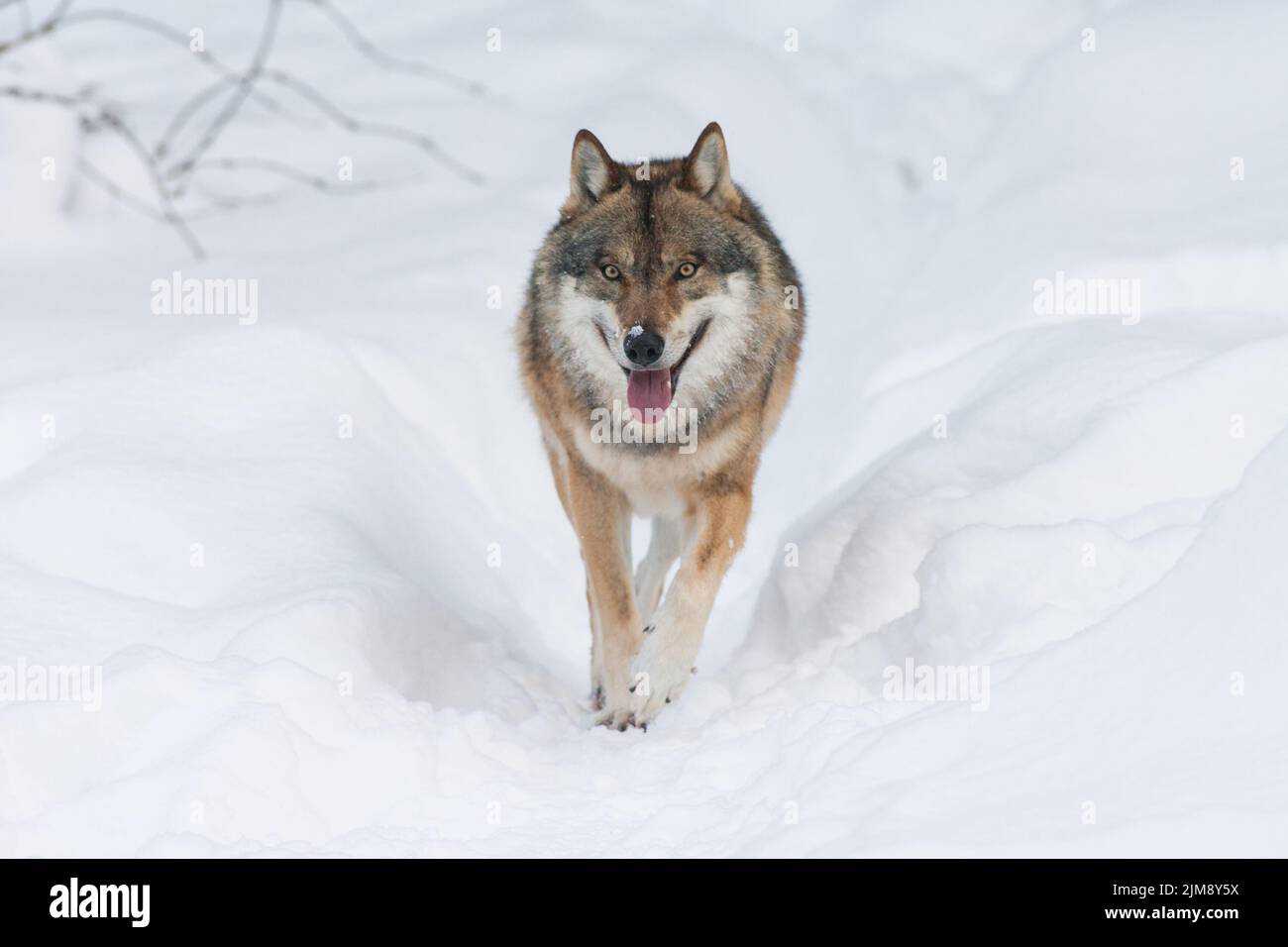 Alpha wolf hi-res stock photography and images - Alamy