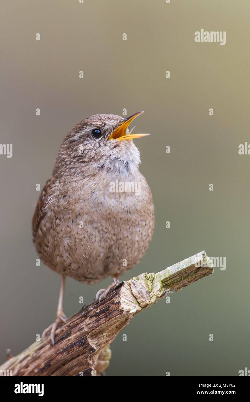 Male wren hi-res stock photography and images - Alamy