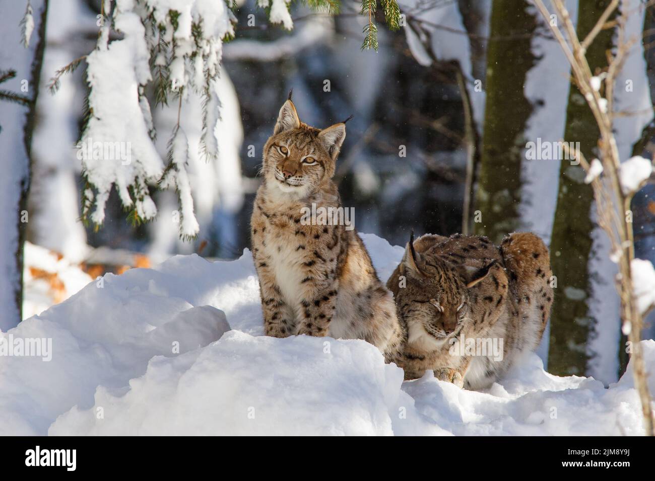 Eurasian lynx in deep hi-res stock photography and images - Alamy