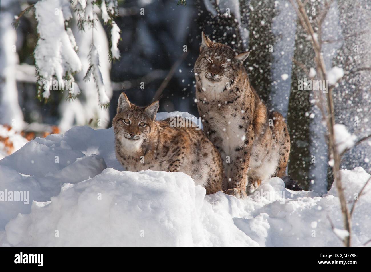 Eurasian lynx in deep hi-res stock photography and images - Alamy