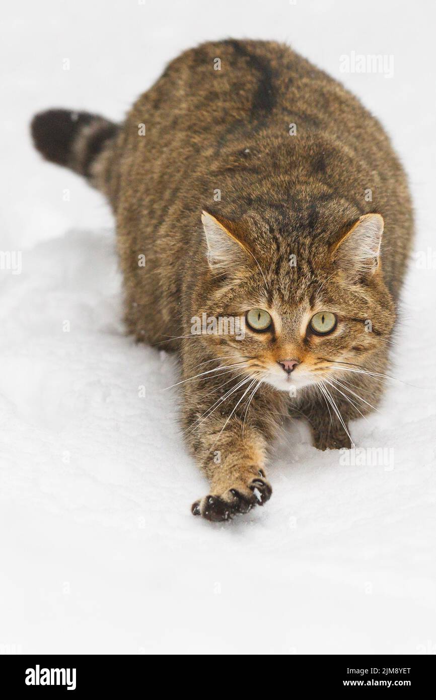 European wildcat [Felis silvestris silvestris] Stock Photo - Alamy