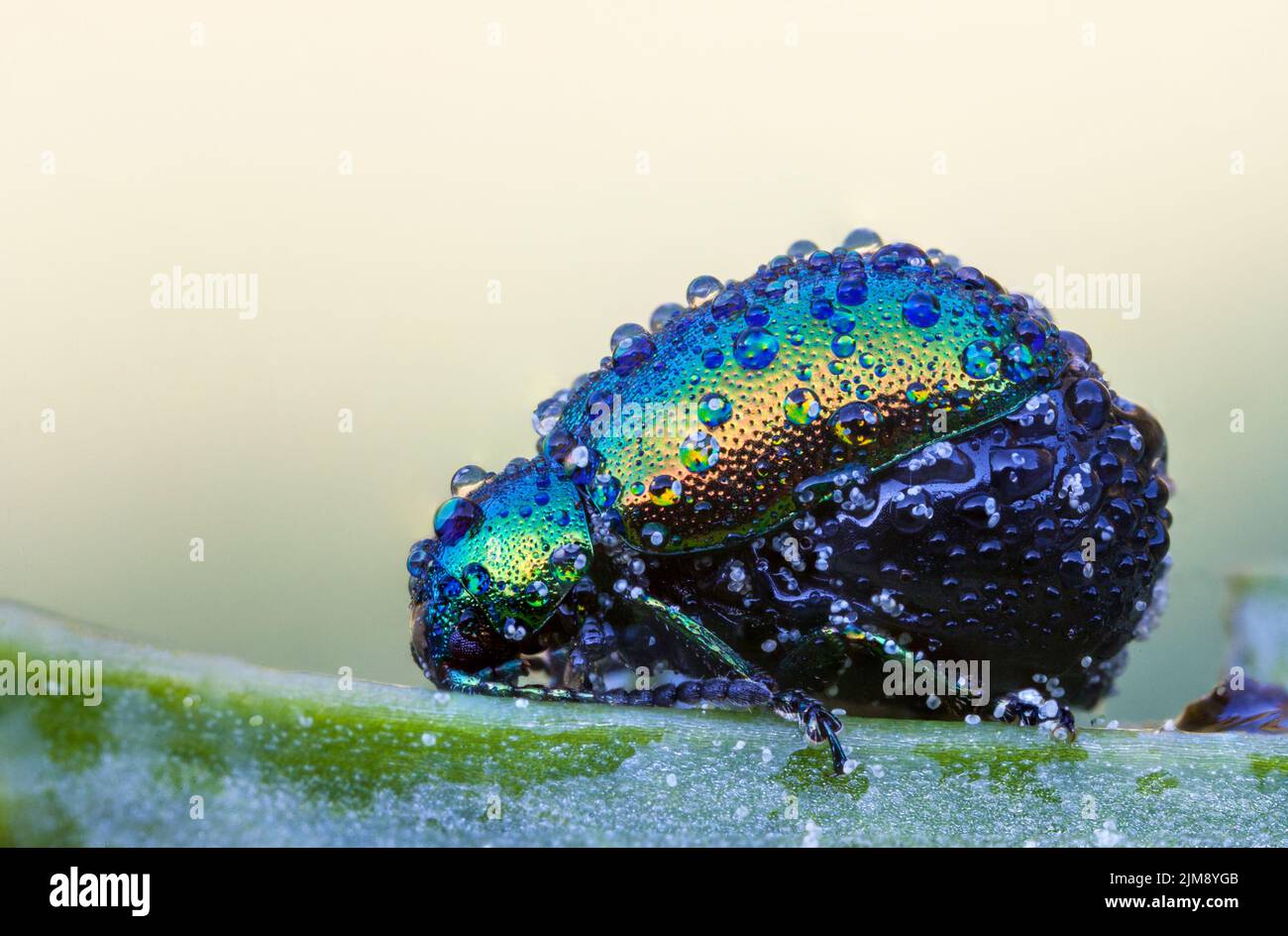 Leaf beetle [family Chrysomelidae] Stock Photo - Alamy