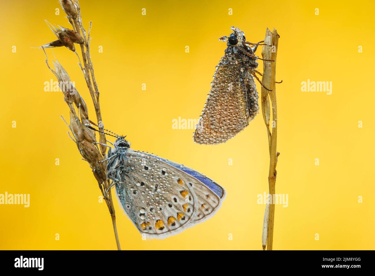 Butterflies hesperiidae hi-res stock photography and images - Alamy