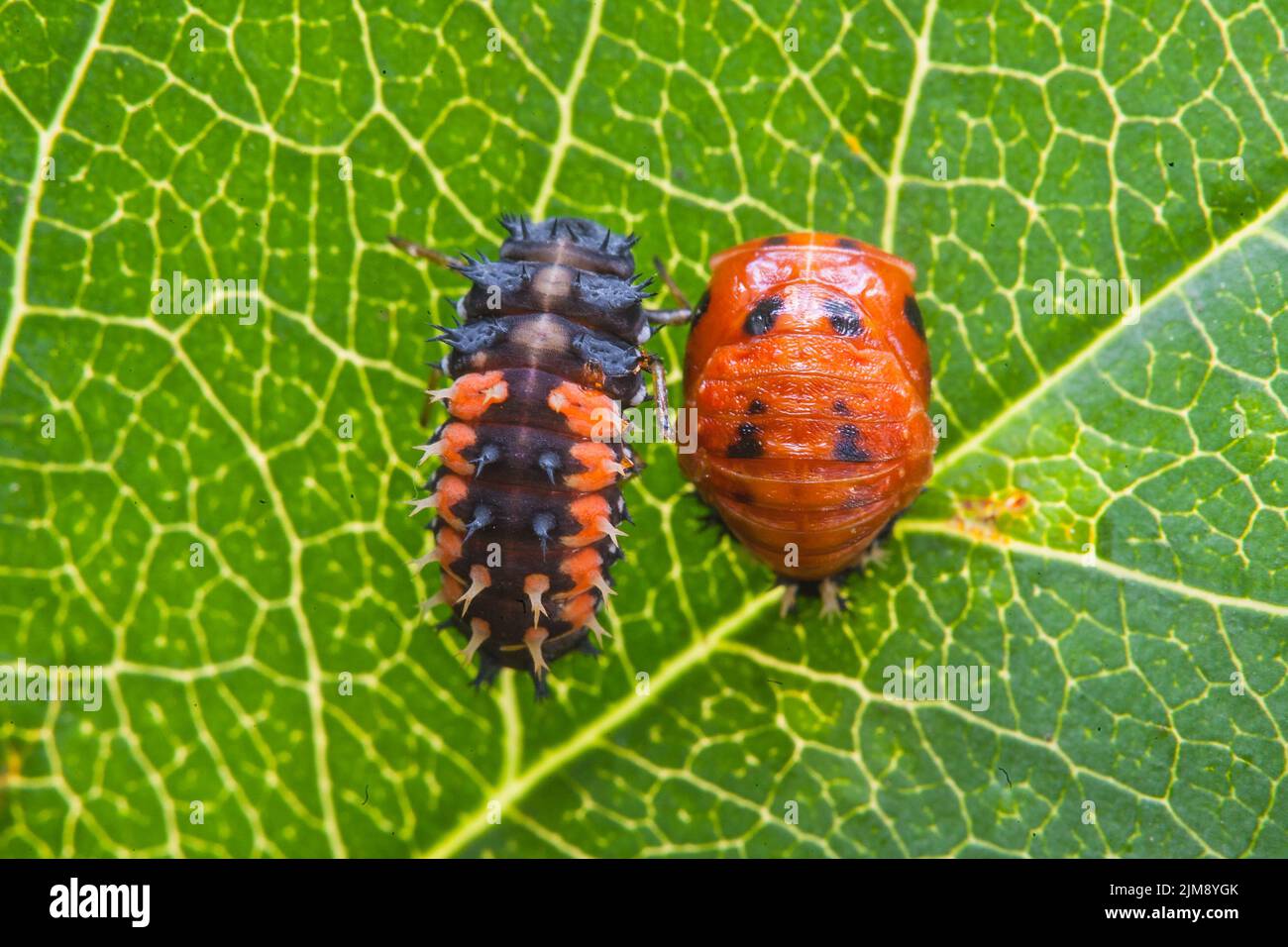 Ladybird larva hi-res stock photography and images - Alamy