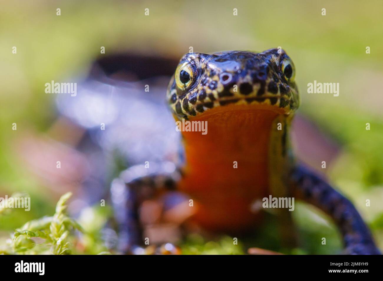Mesotriton alpestris hi-res stock photography and images - Alamy